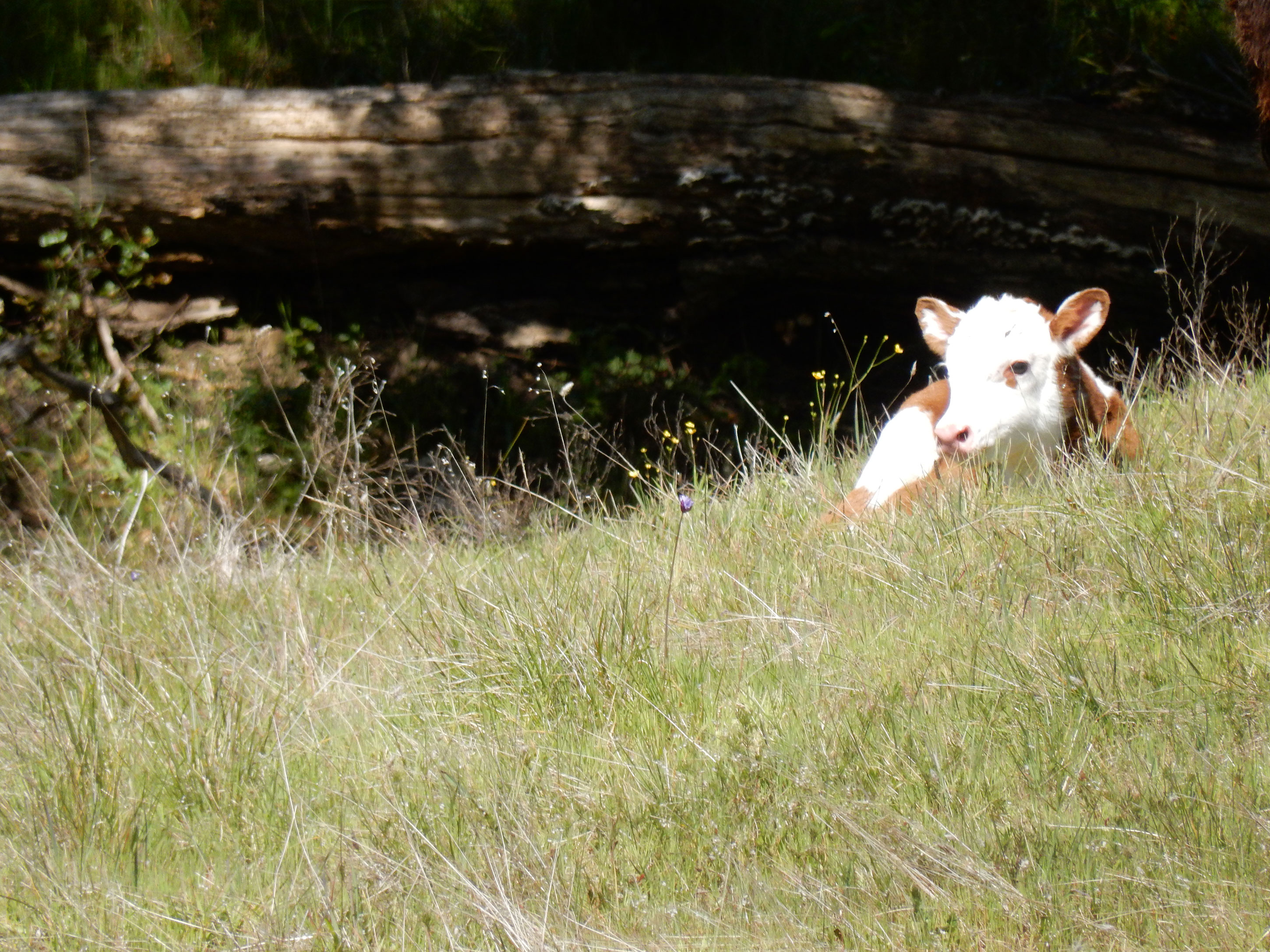 Programs - Mendocino County Farm Bureau